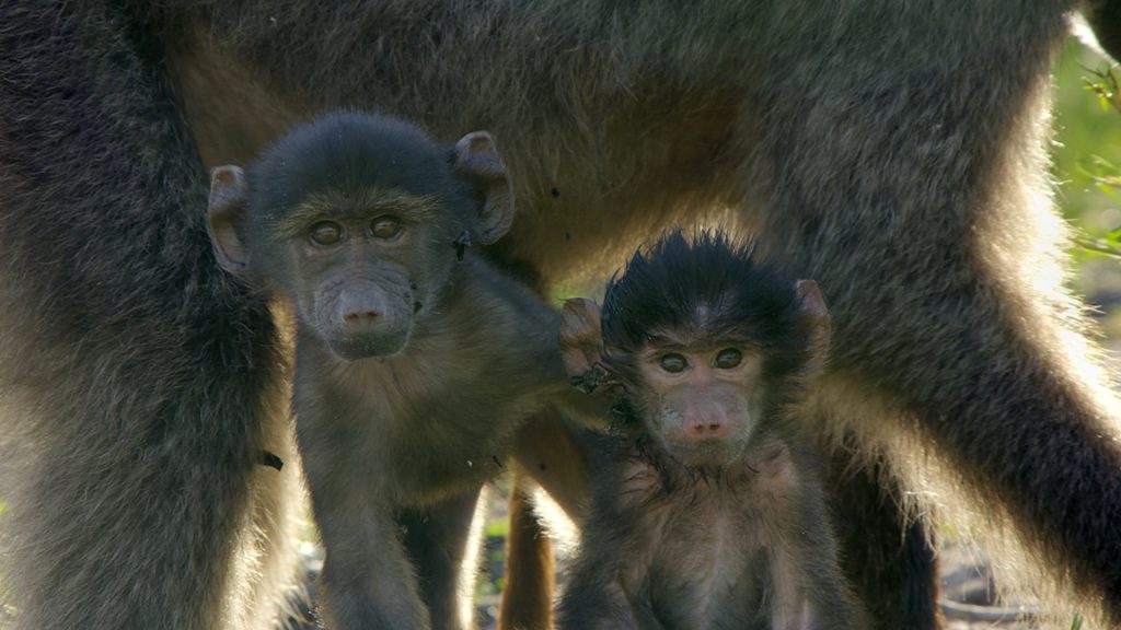land-of-primates - Television Asia Plus